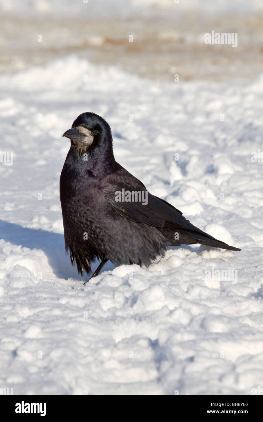 Rook snow hi-res stock photography and images - Alamy