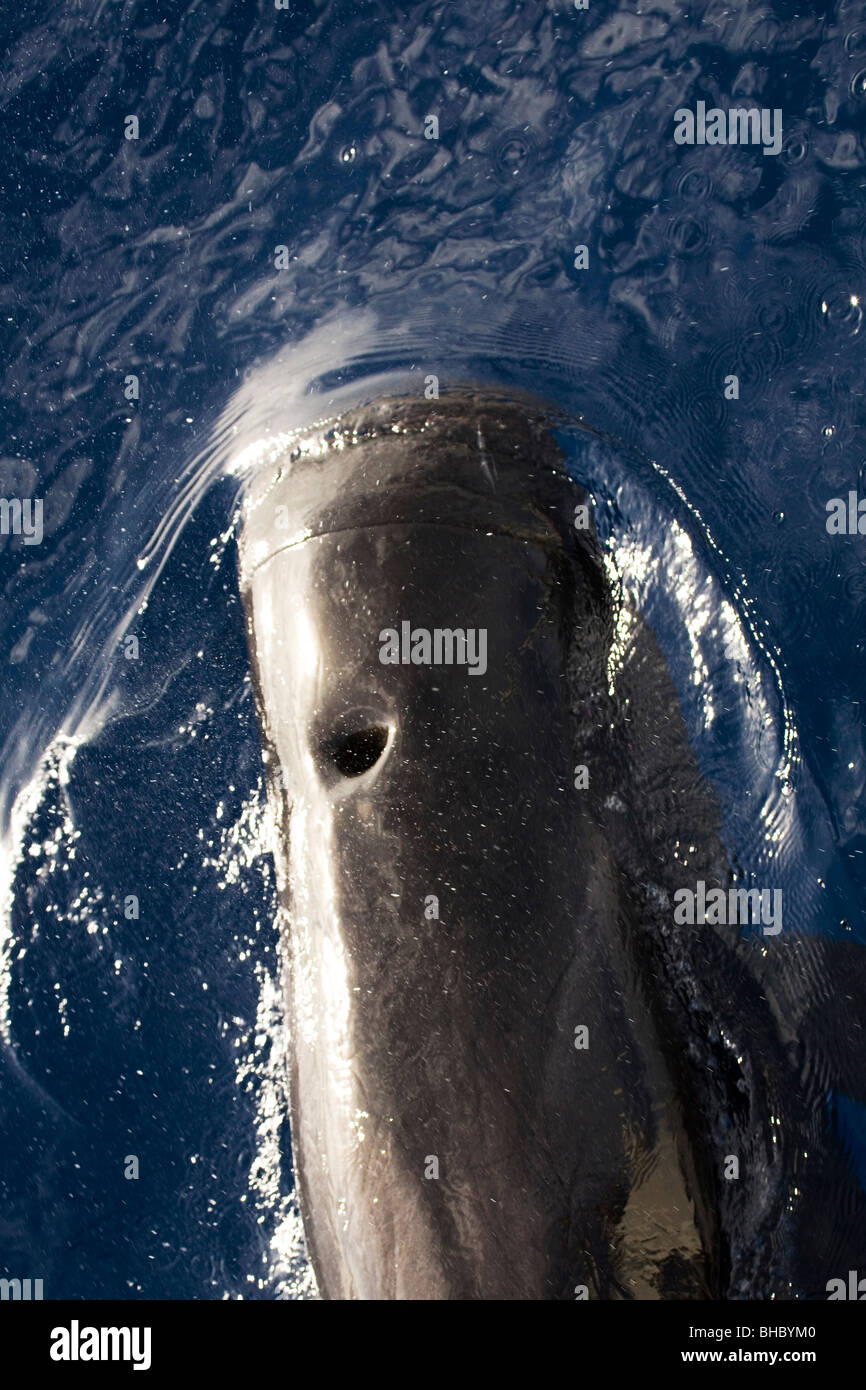 Whale blowhole spray hi-res stock photography and images - Alamy