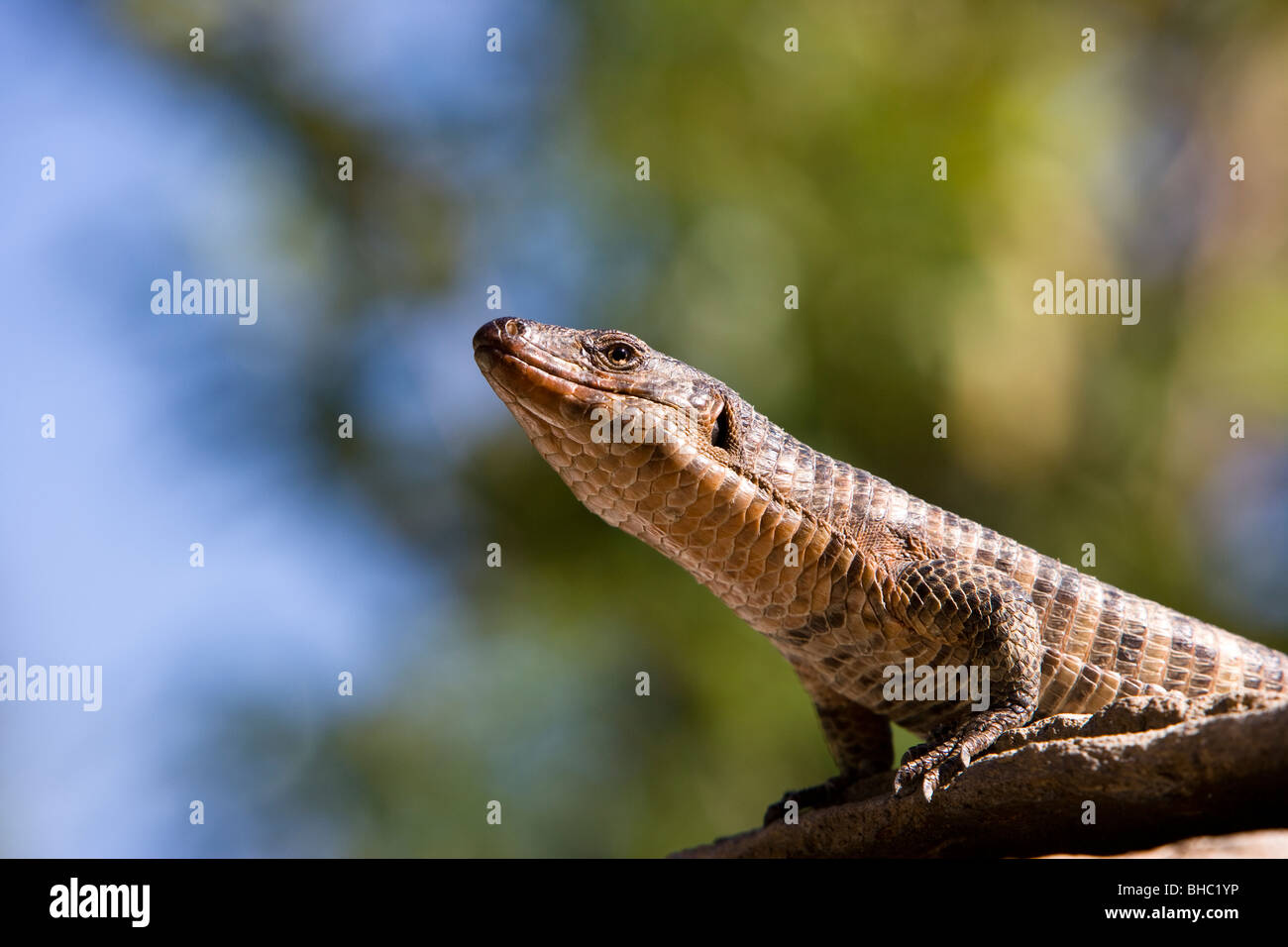 Giant Plated Lizard (Gerrhosaurus validus) peering over the edge of a ...