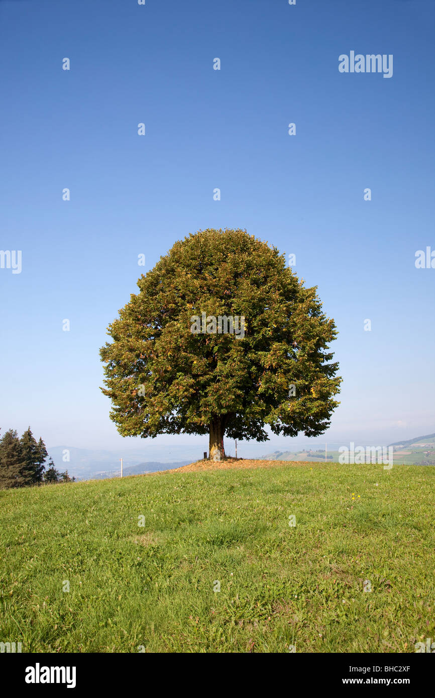 Lone Tree on hill Stock Photo - Alamy