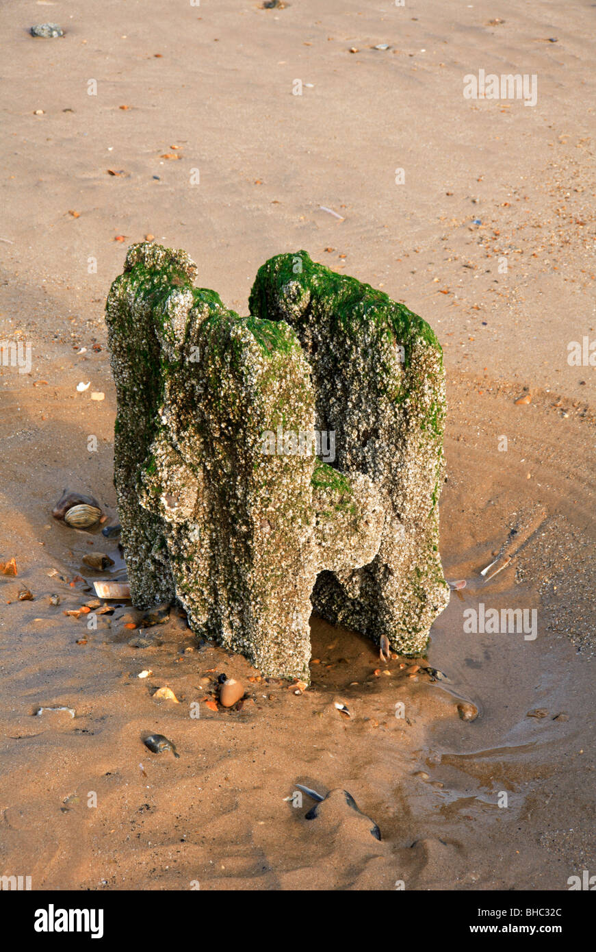 Old barnacle covered pipe support post visible at low tide on the beach ...