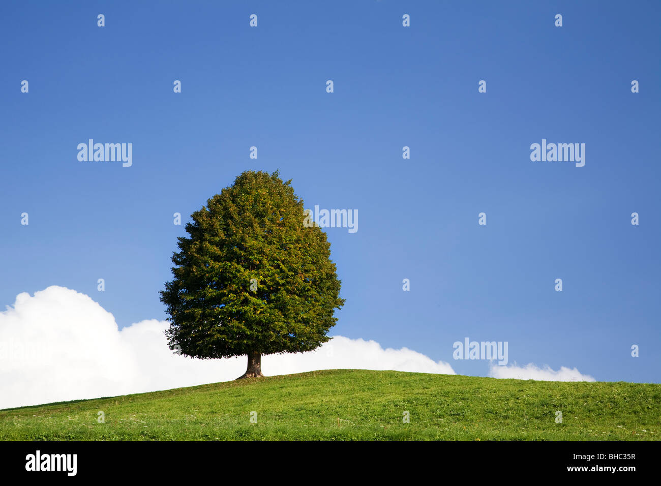 Lone Tree on hill Stock Photo - Alamy