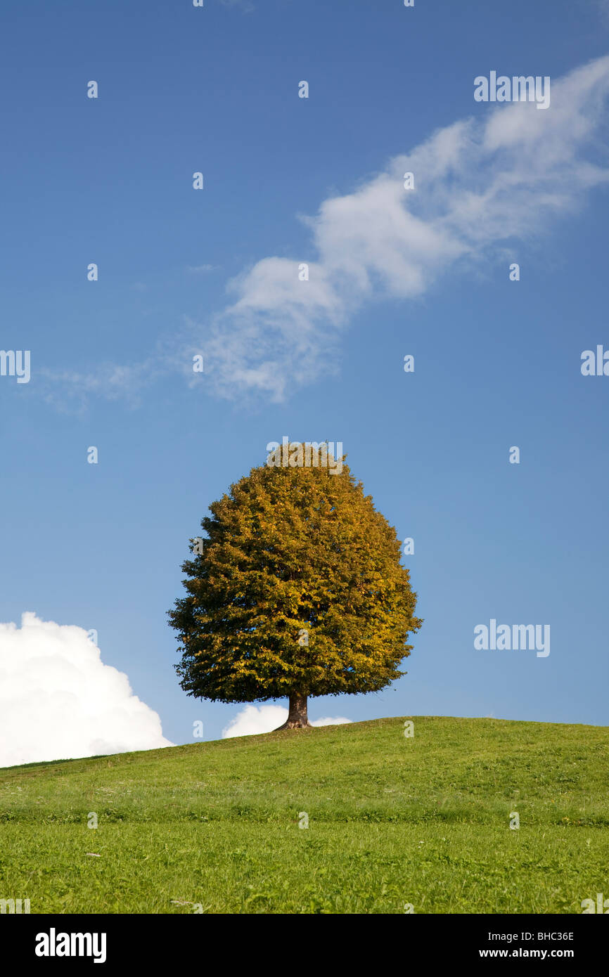 Hillside single tree hi-res stock photography and images - Alamy