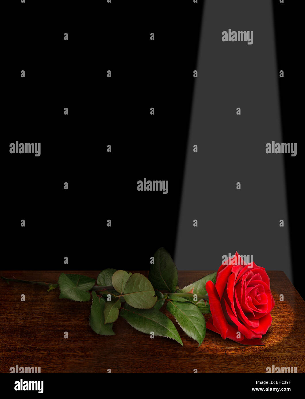 red rose laying under light spot with dark background Stock Photo - Alamy