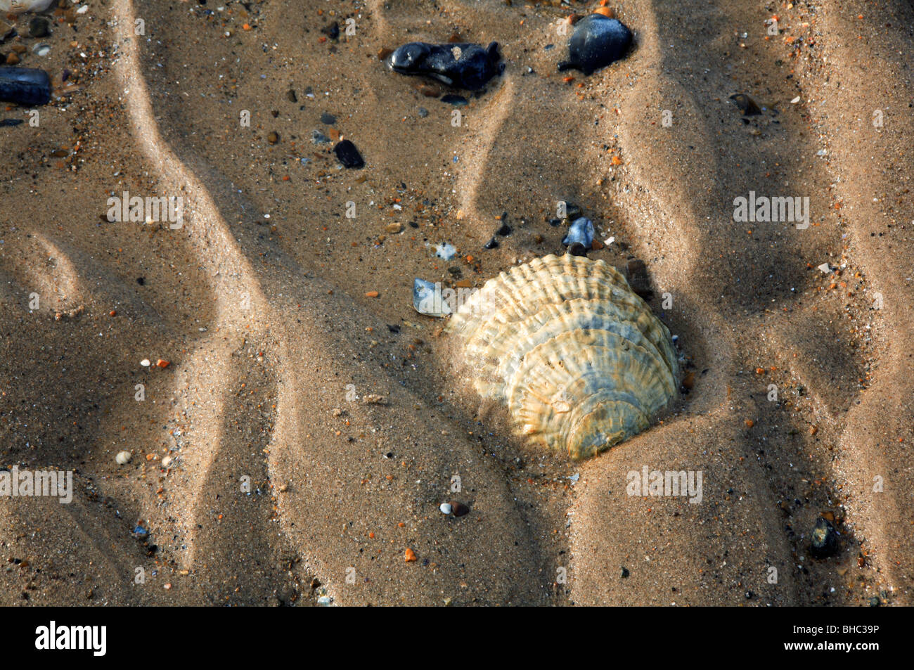 Sand pattern with partially buried marine shell Stock Photo - Alamy