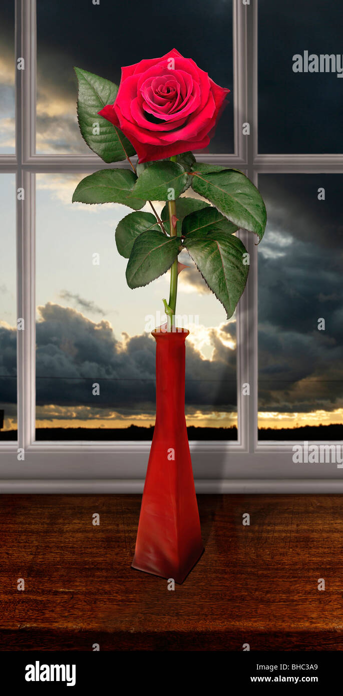 red rose on window seal with dark sky before sun set Stock Photo - Alamy
