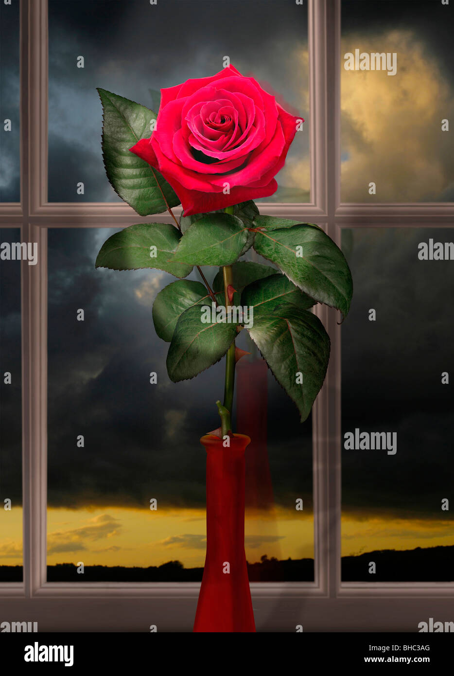 Rose under the sky hi-res stock photography and images - Alamy