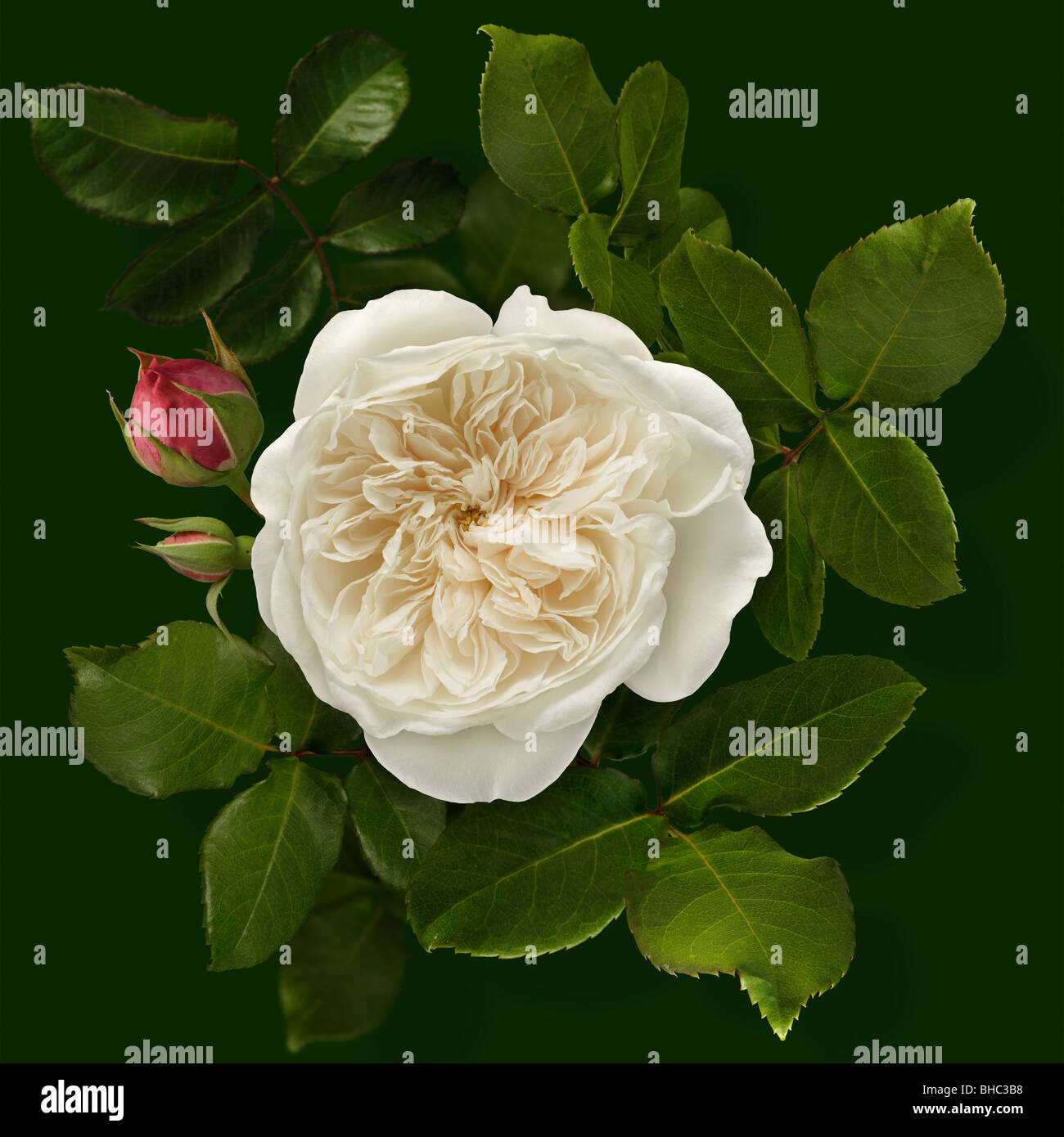 white rose flower with dark green background from top Stock Photo - Alamy