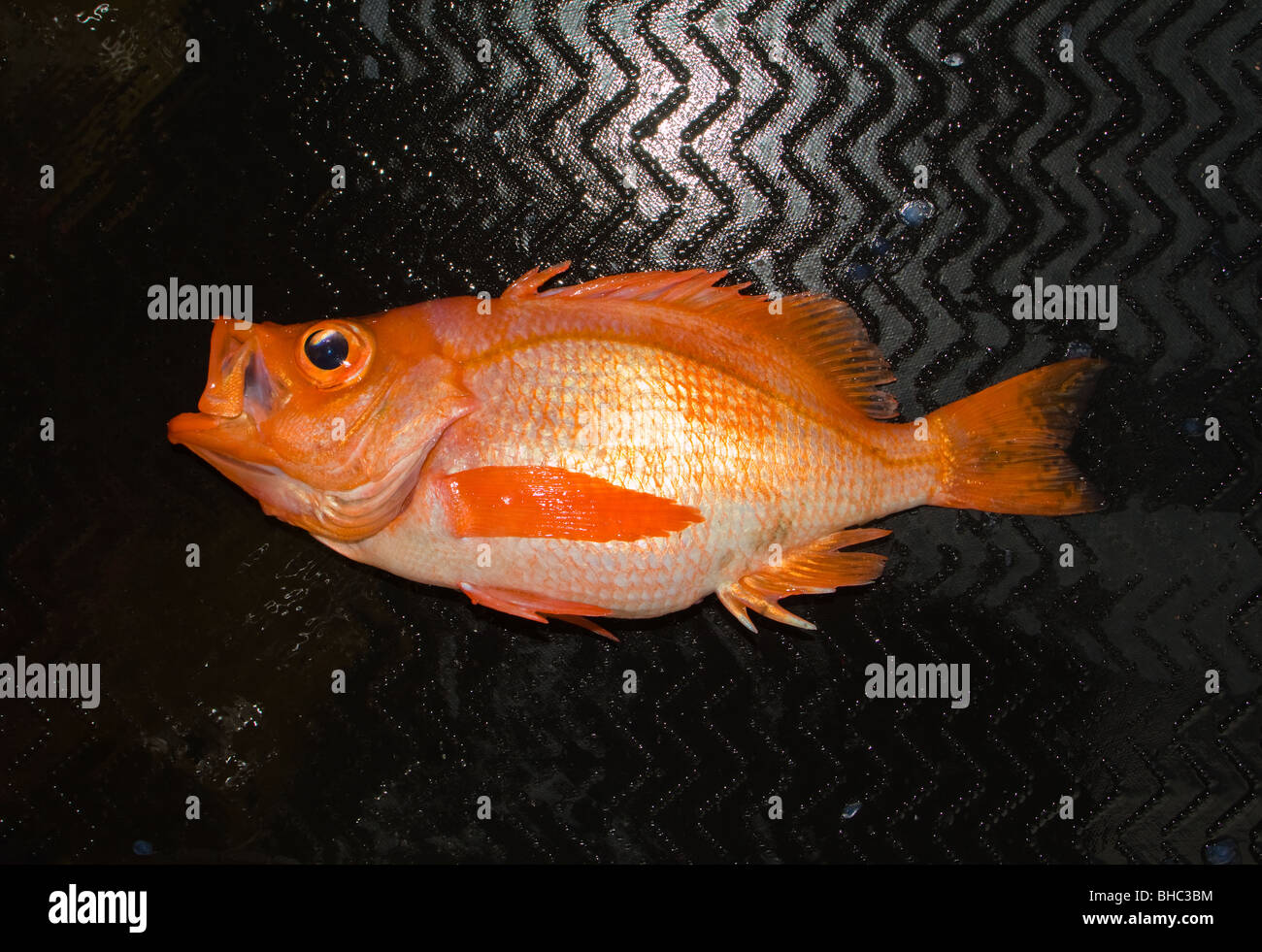 Deep sea perch hi-res stock photography and images - Alamy