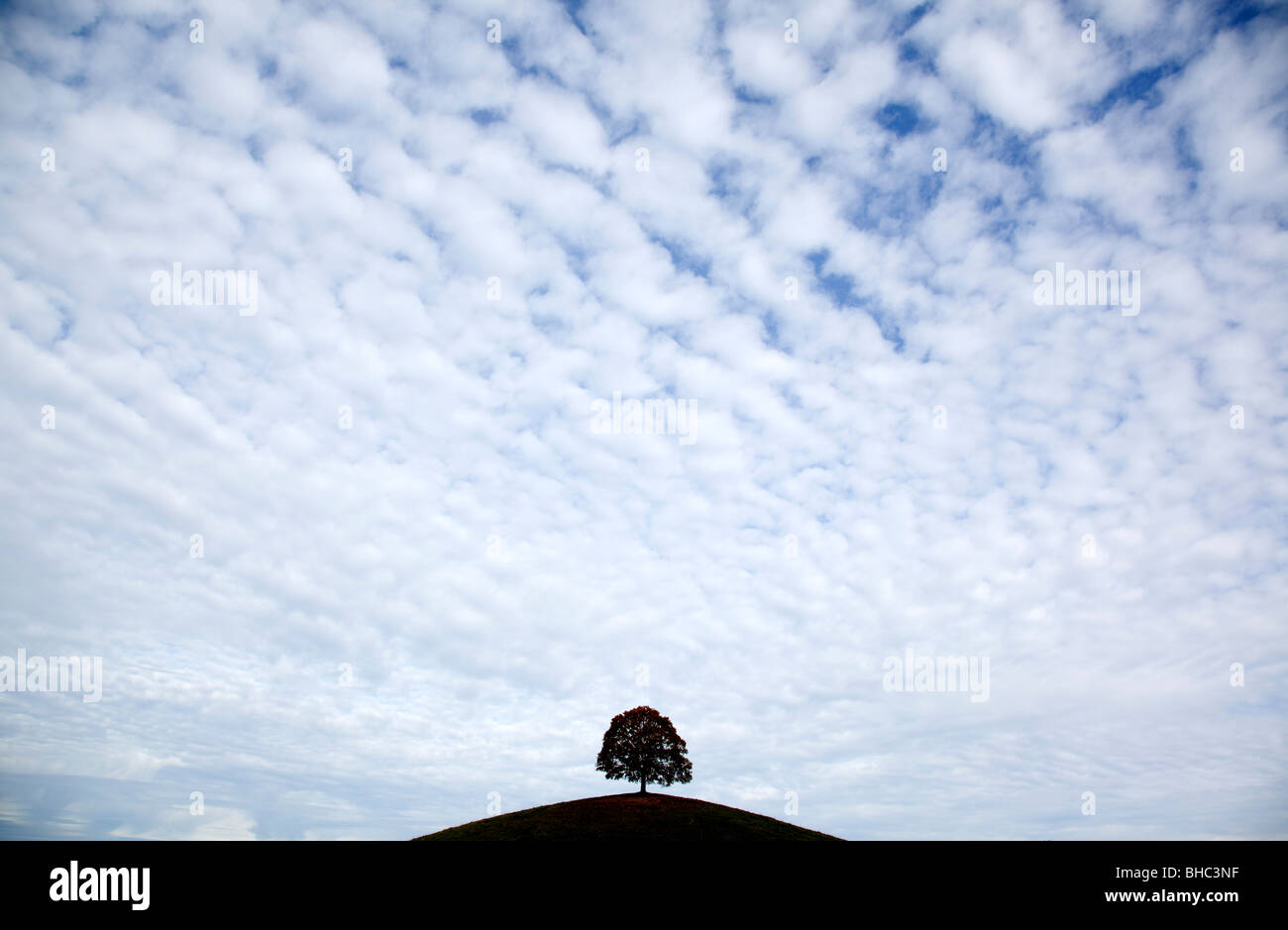 Tree on hill Stock Photo - Alamy