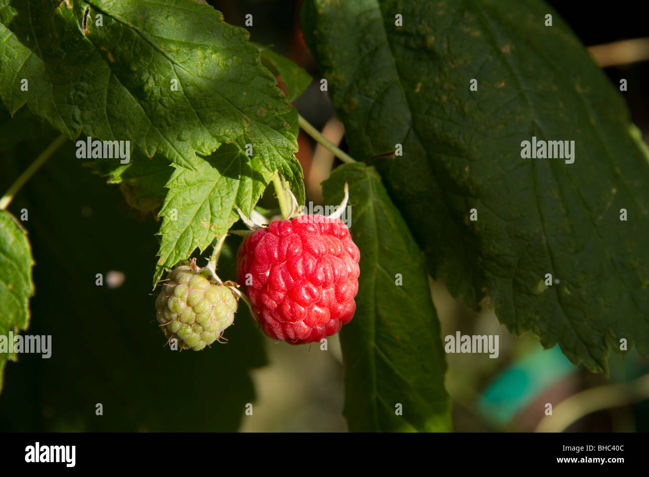 Ripening and unripe raspberries together on a cane Stock Photo - Alamy