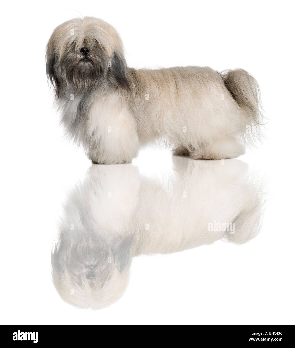 Lhasa Apso, 18 Months Old, standing in front of white background Stock ...