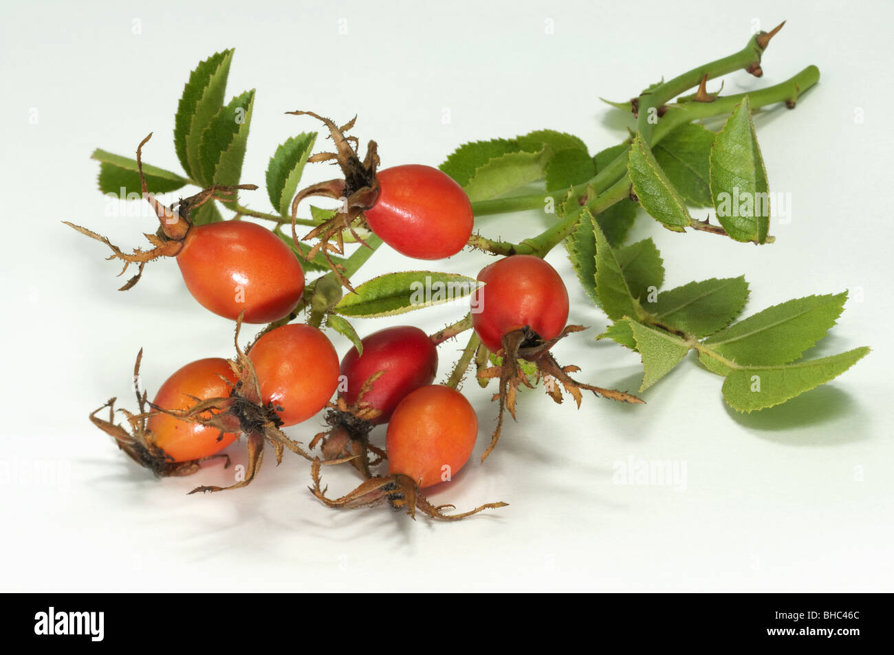 Dog Rose, Common Briar (Rosa canina), twig with leaves and rose hips ...