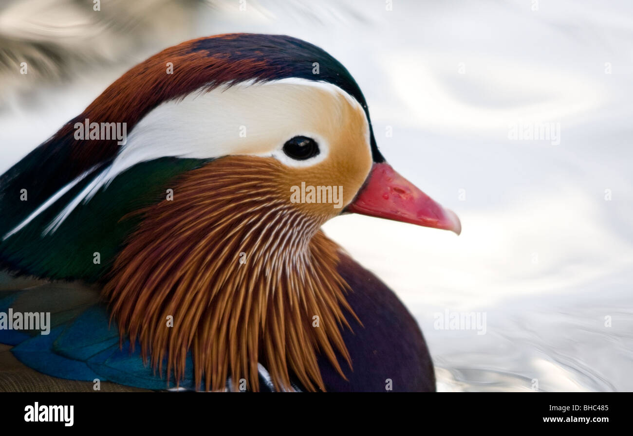 Drake Mandarin Duck (Aix galericulata Stock Photo - Alamy