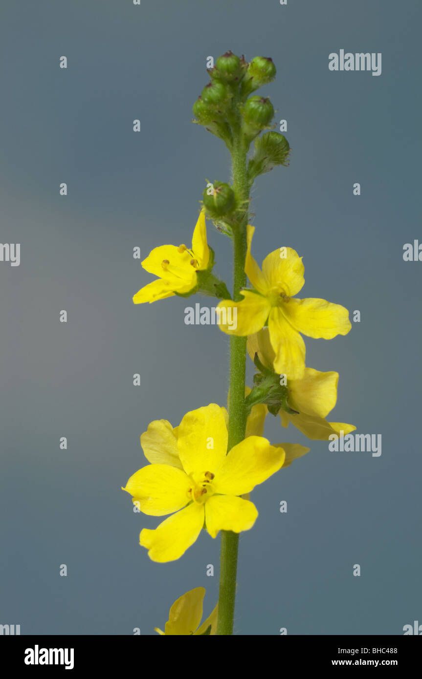 Common Agrimony (Agrimonia eupatoria), flowering stem Stock Photo - Alamy