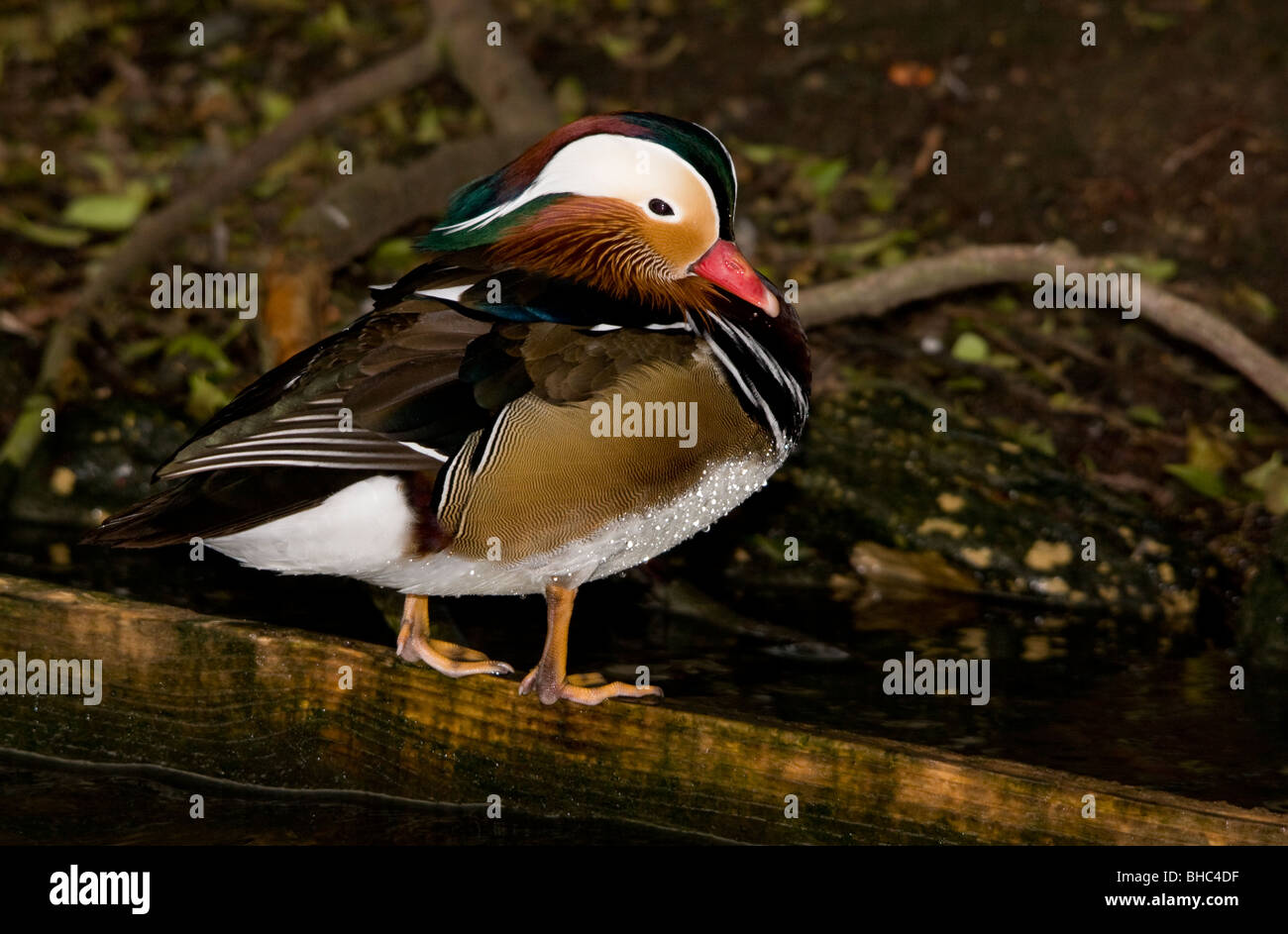 Drake Mandarin Duck (Aix galericulata Stock Photo - Alamy