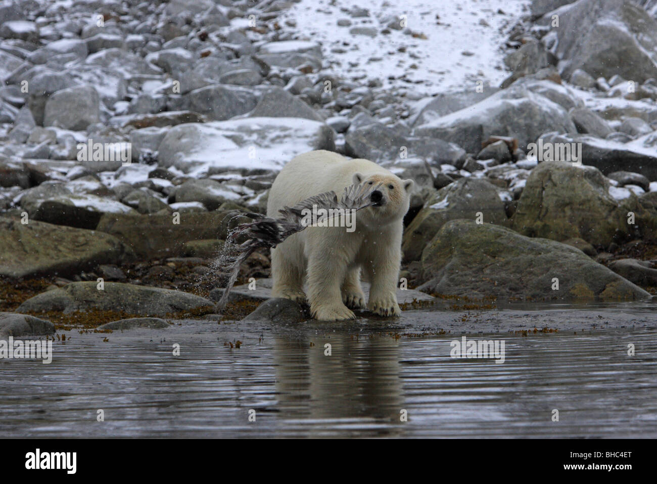 Playing dead bear hi-res stock photography and images - Alamy