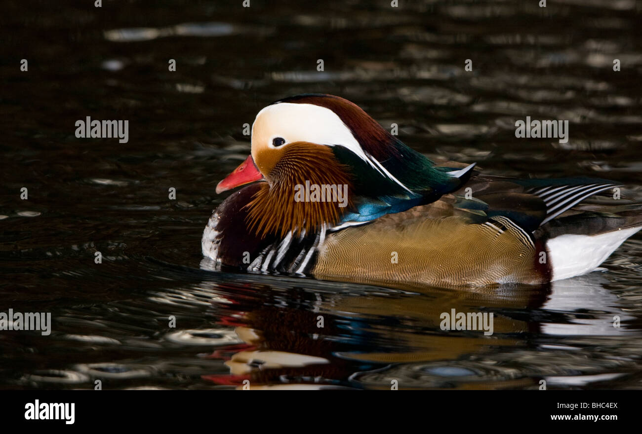 Drake Mandarin Duck (Aix galericulata Stock Photo - Alamy