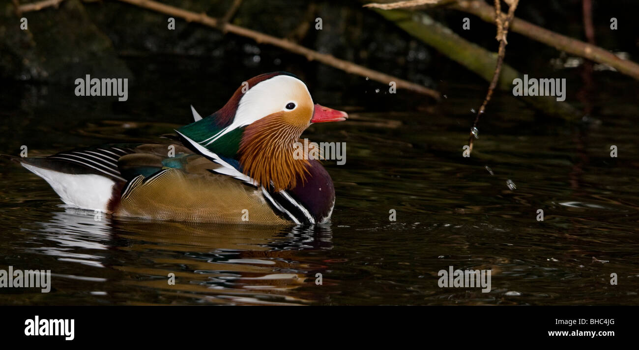 Drake Mandarin Duck (Aix galericulata Stock Photo - Alamy