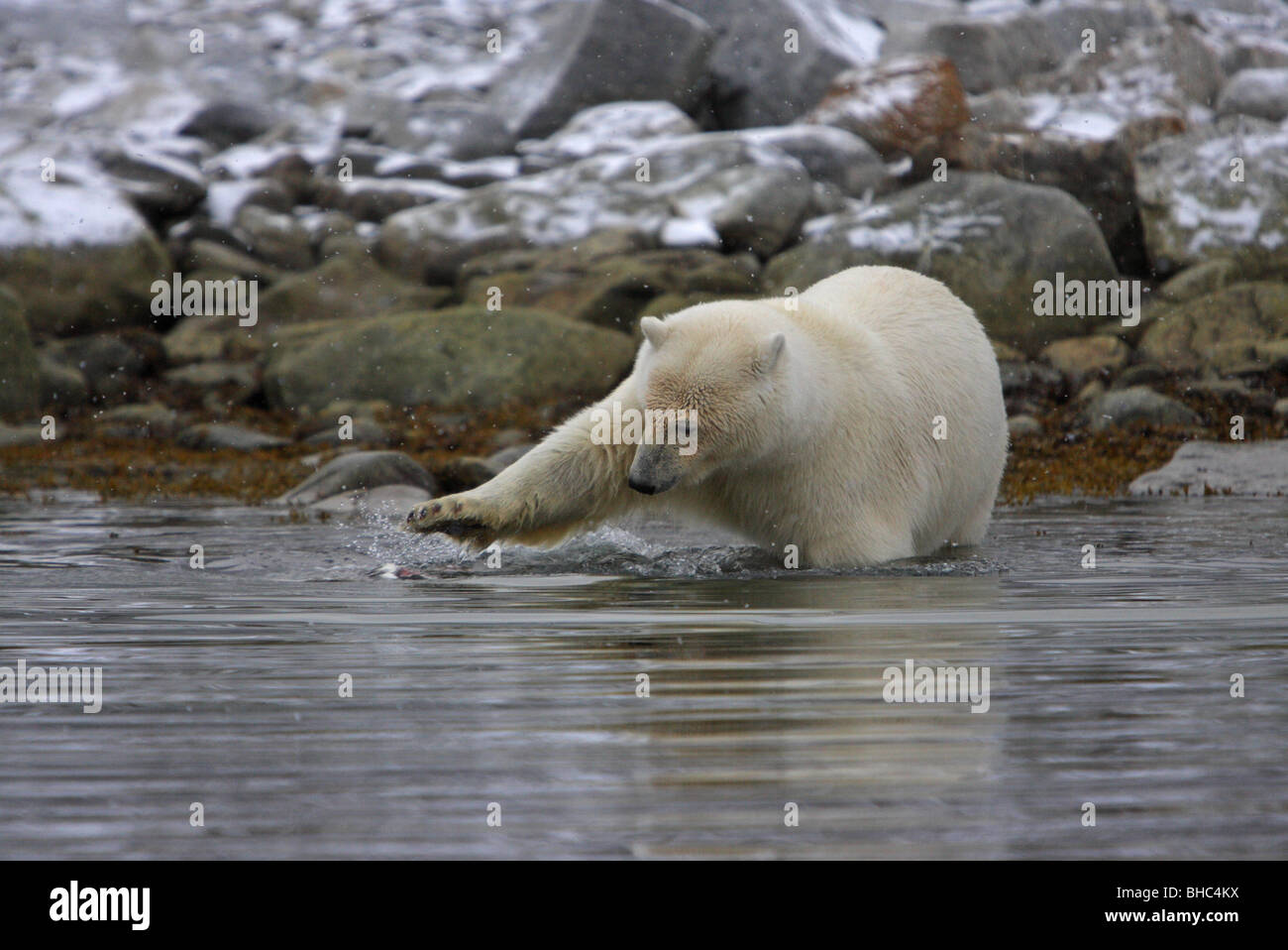 Polar bear with cub in water hi-res stock photography and images - Alamy