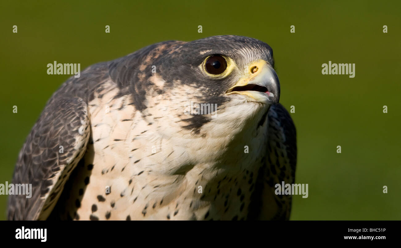 Peregrine falcon saker hybrid hi-res stock photography and images - Alamy