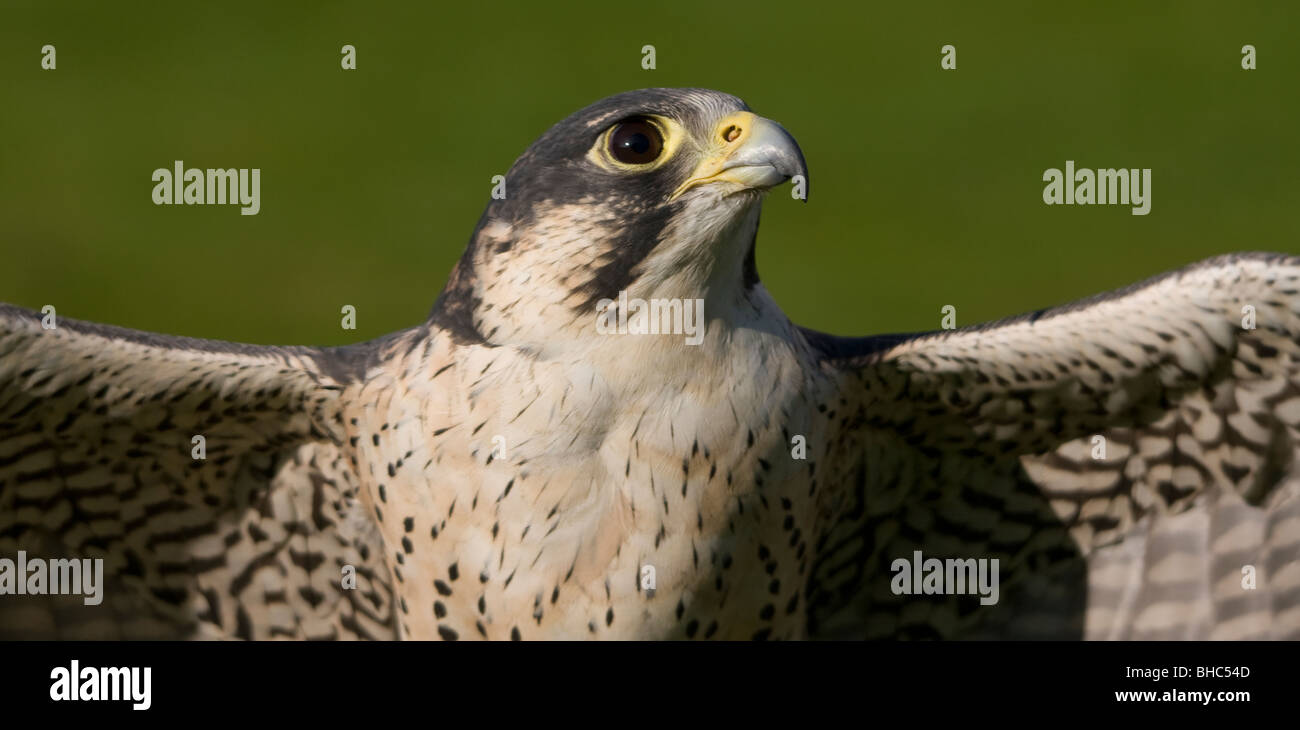 Male Peregrine/Saker Hybrid Falcon Stock Photo - Alamy