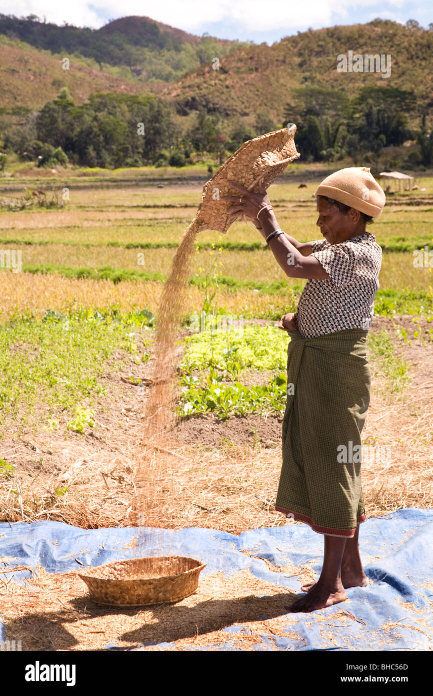 Elcolbere village women farmer Maria Moniz sorting and gleaning her ...