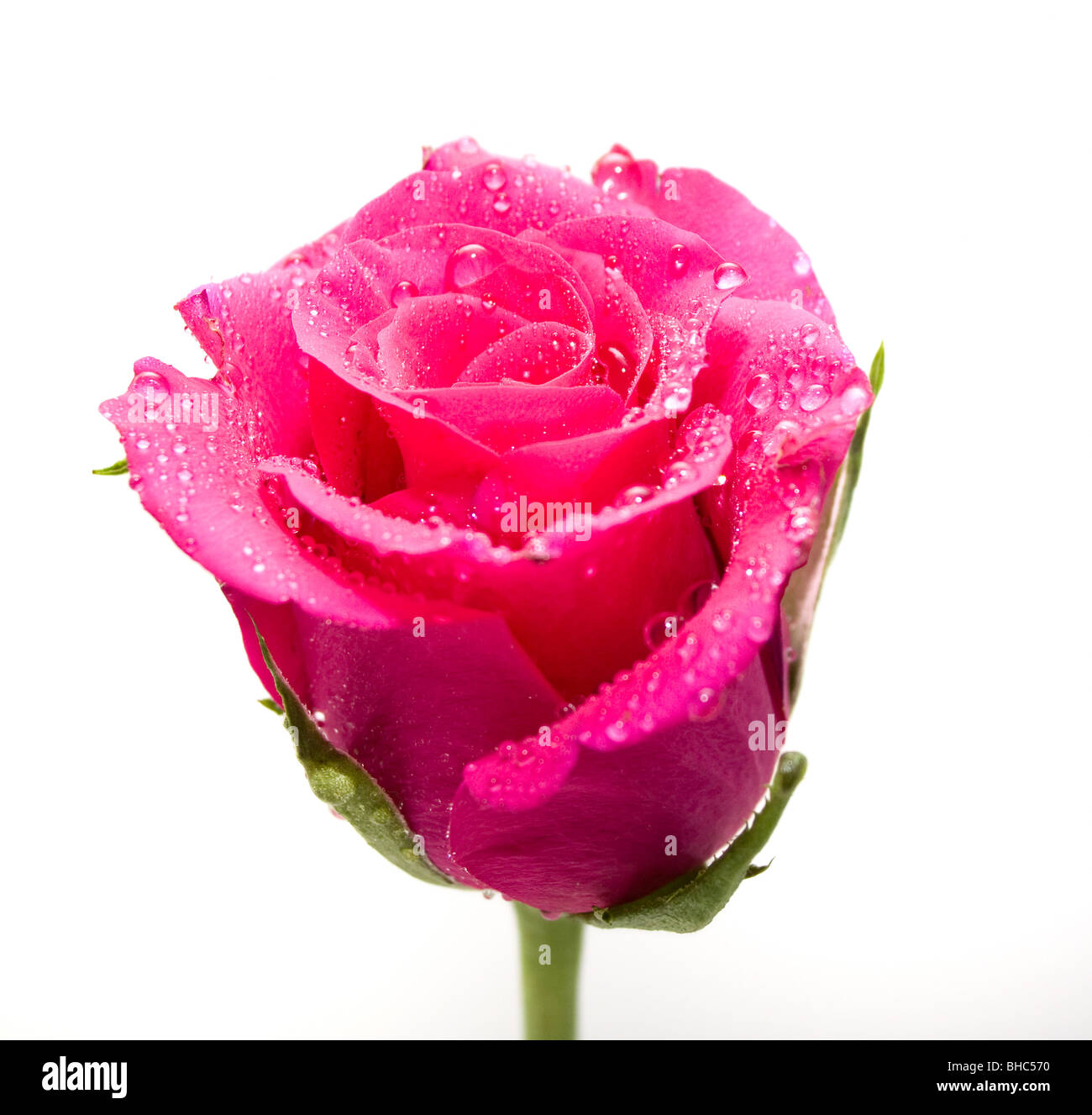 Portrait of a Rose head Stock Photo - Alamy