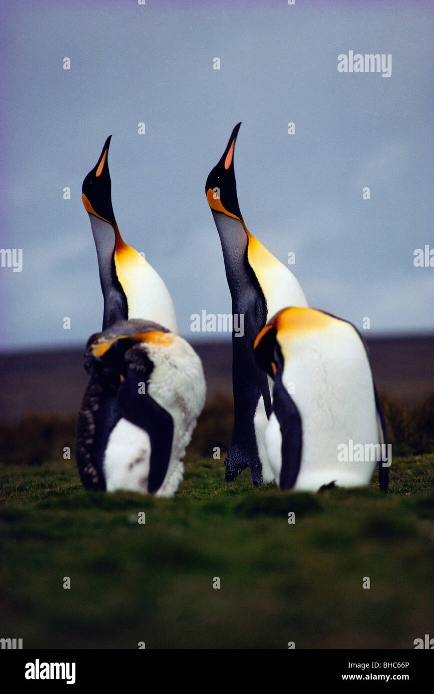 Four king penguins hi-res stock photography and images - Alamy