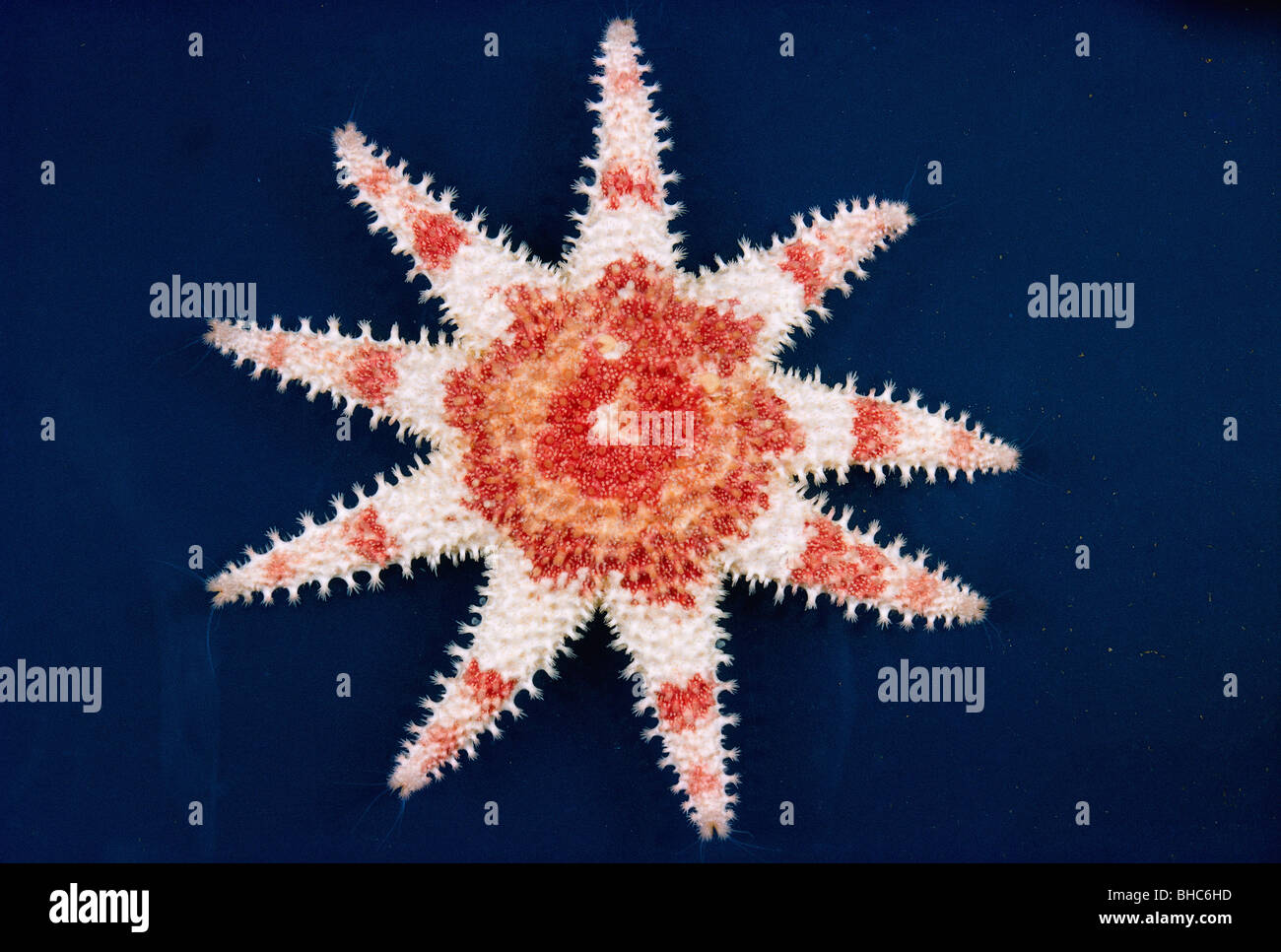Common Sunstar, Crossaster papposus, with 9 arms Stock Photo - Alamy