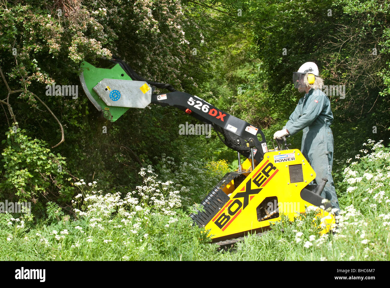 Trimming of vegetation with a Boxer 526 dx Stock Photo - Alamy
