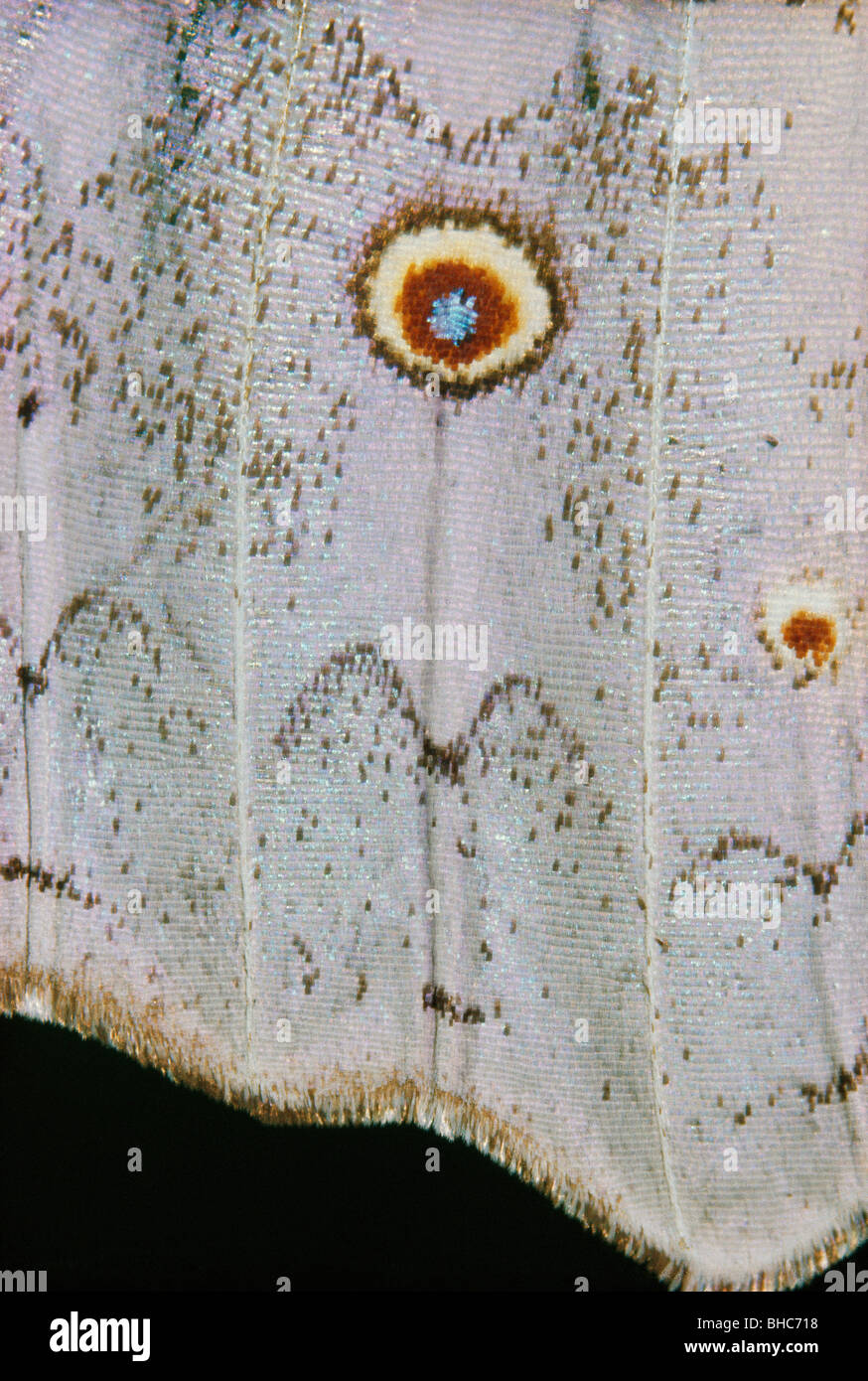 Nymphalidae Butterfly wing detail resembling a flower Stock Photo - Alamy