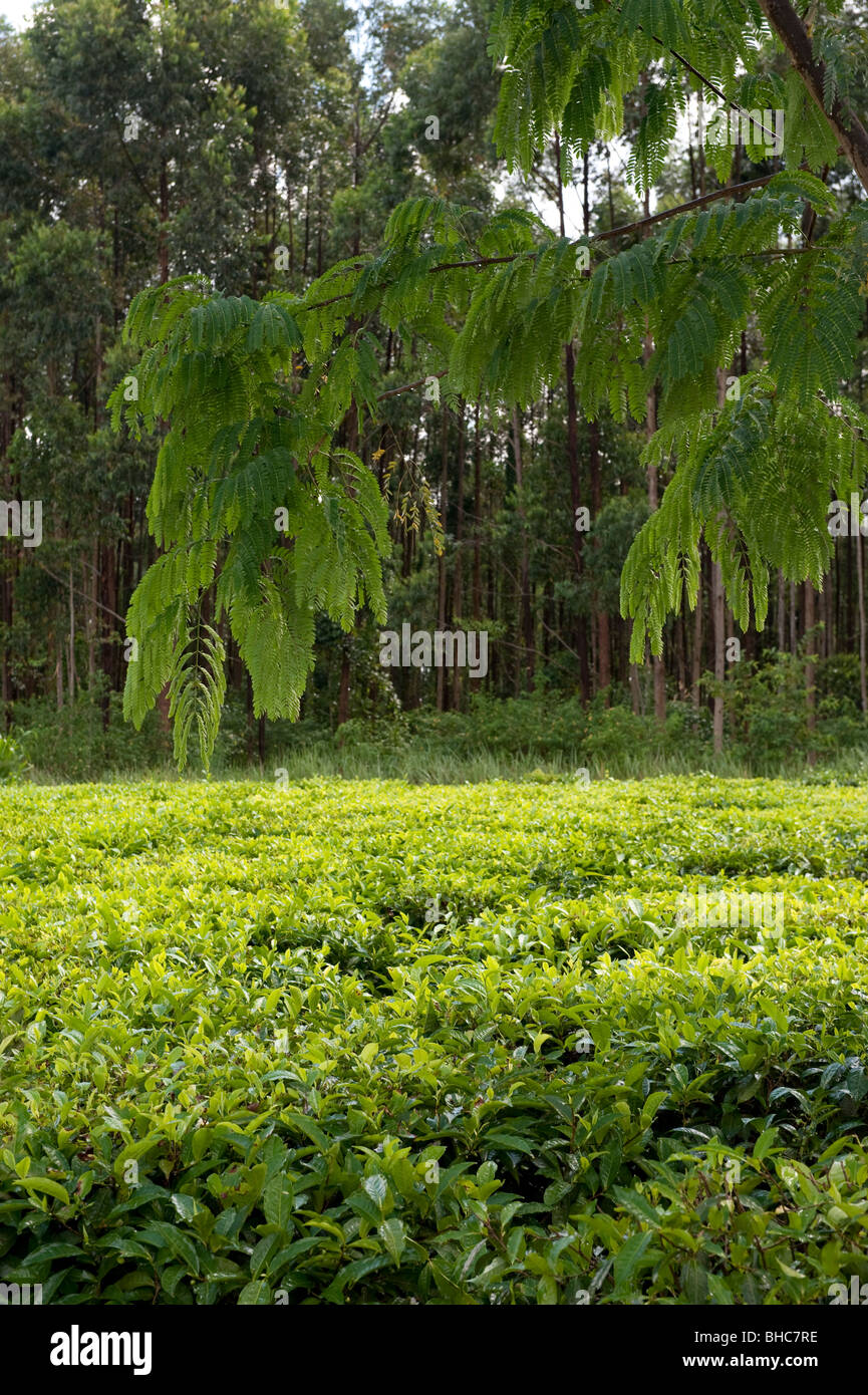 Tea Plantation East Africa High Resolution Stock Photography and Images ...