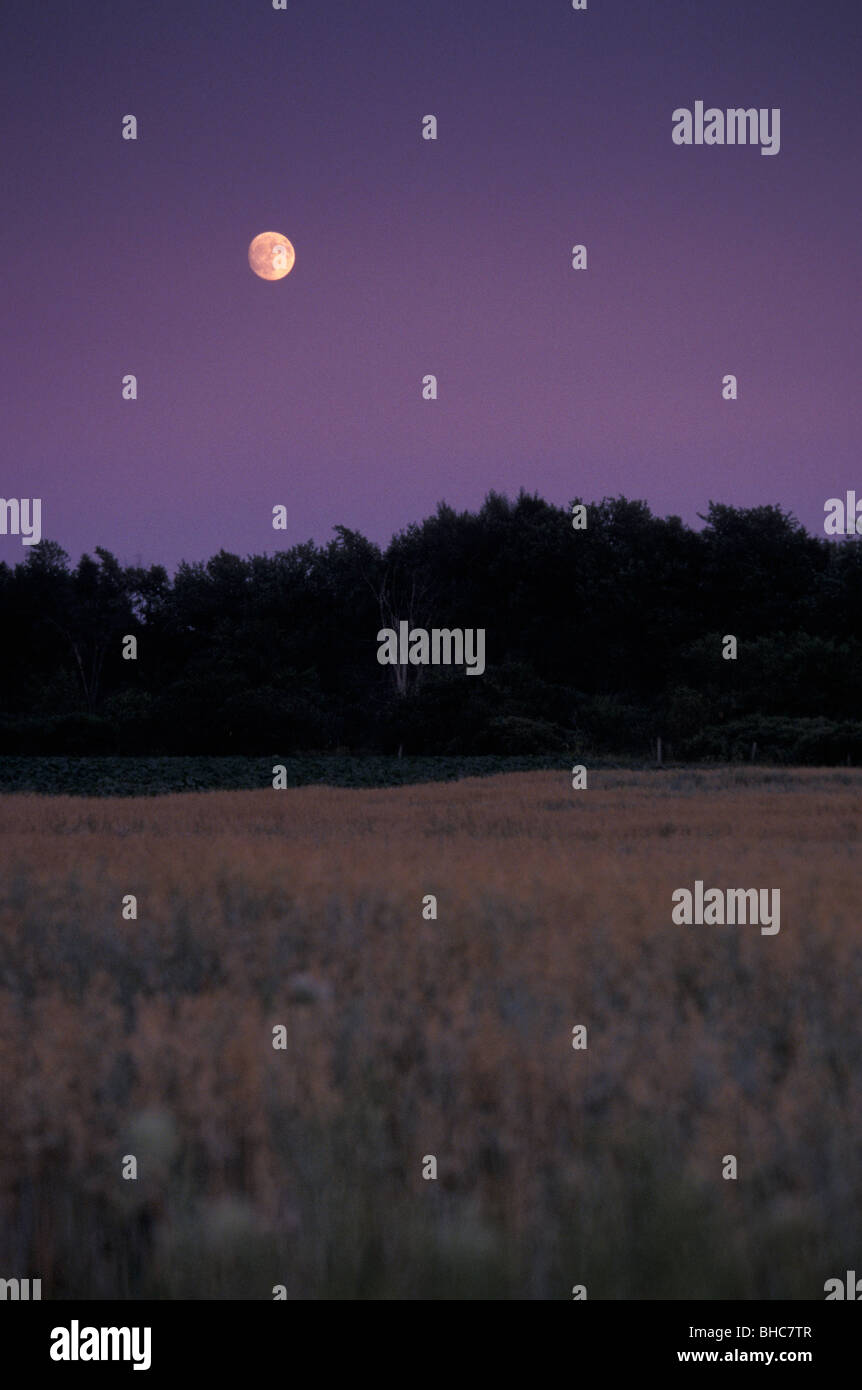 Moon over Farm Field and Silhouetted Trees after Sunset Stock Photo - Alamy