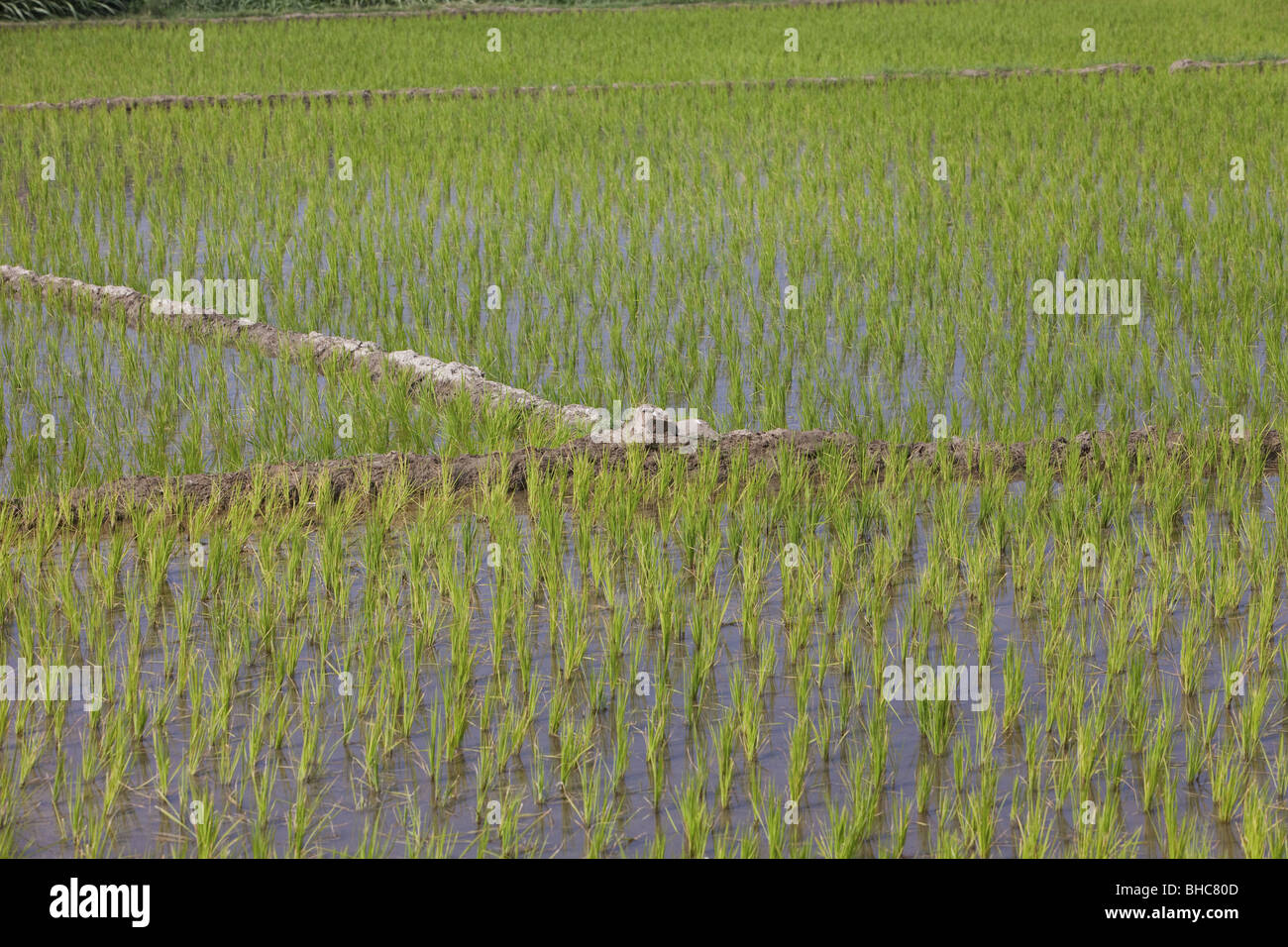 Rice Fields in Stock Photo - Alamy