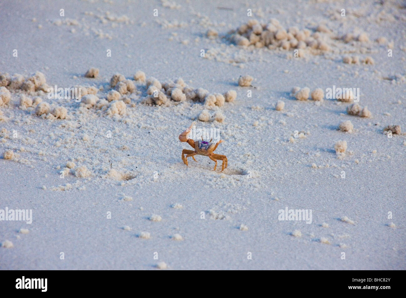 Fiddler crab defending its nest on a Florida beach Stock Photo - Alamy