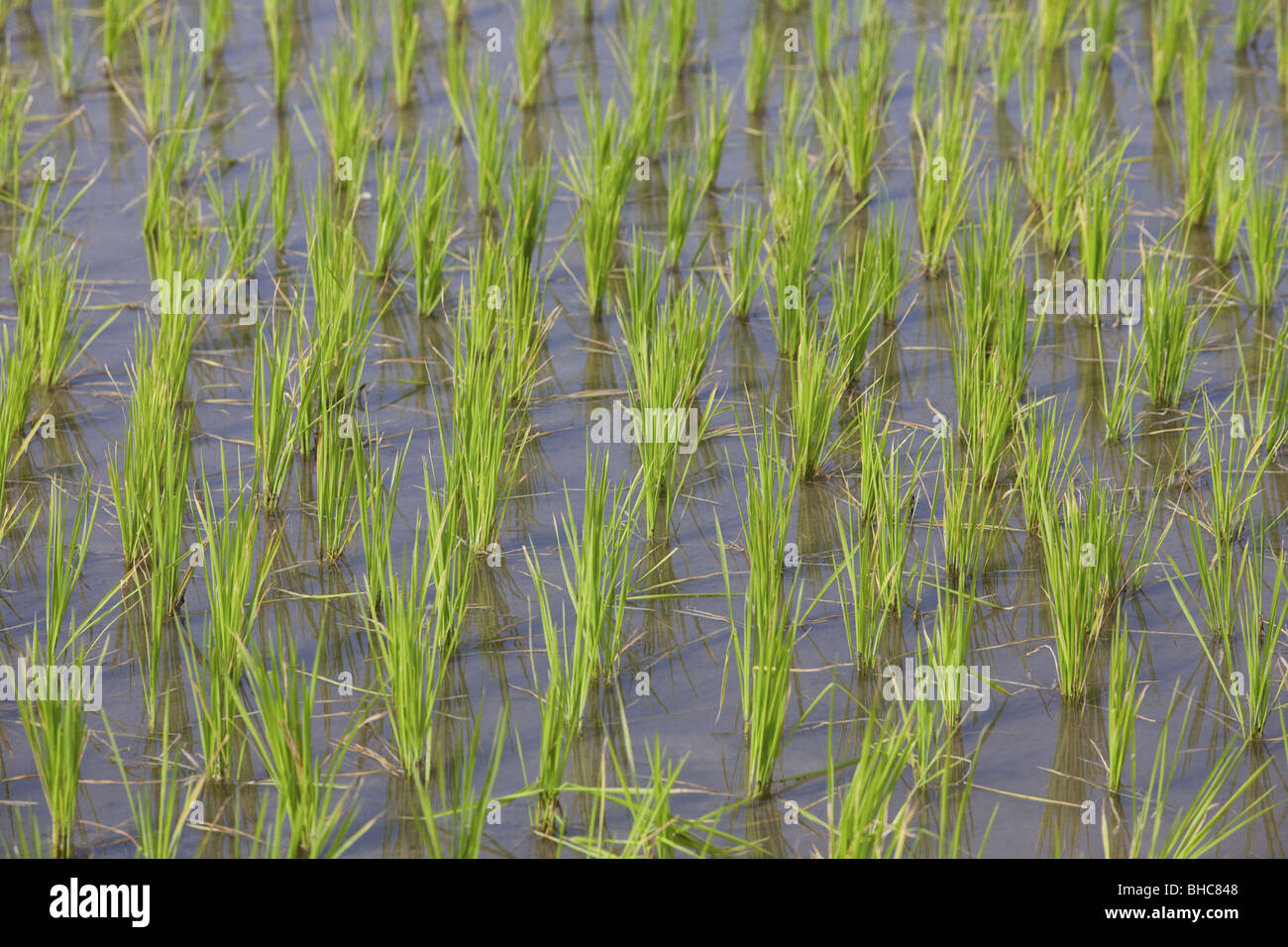Rice oryza sativa paddy fields hi-res stock photography and images - Alamy