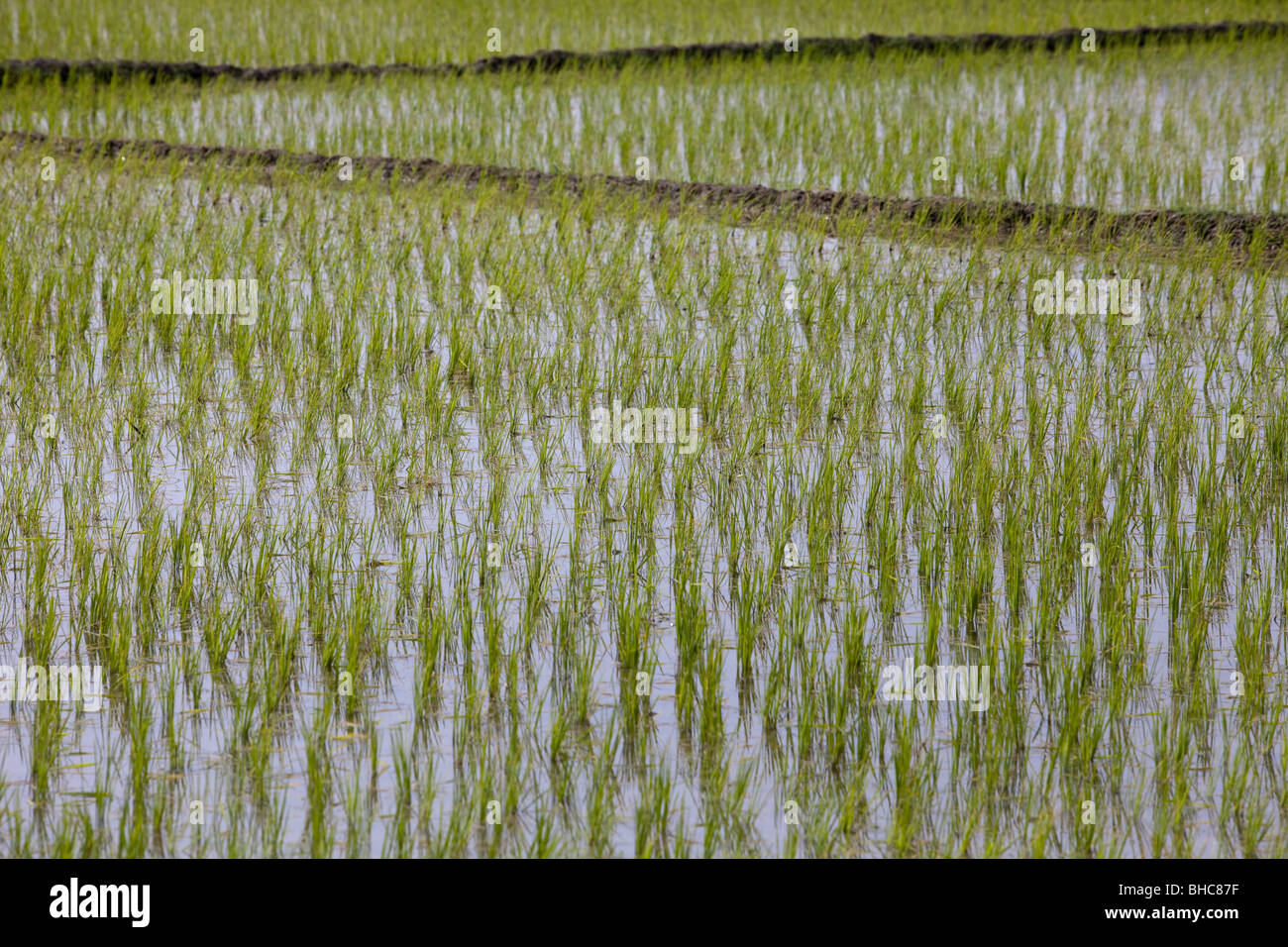 Rice Fields in Stock Photo - Alamy