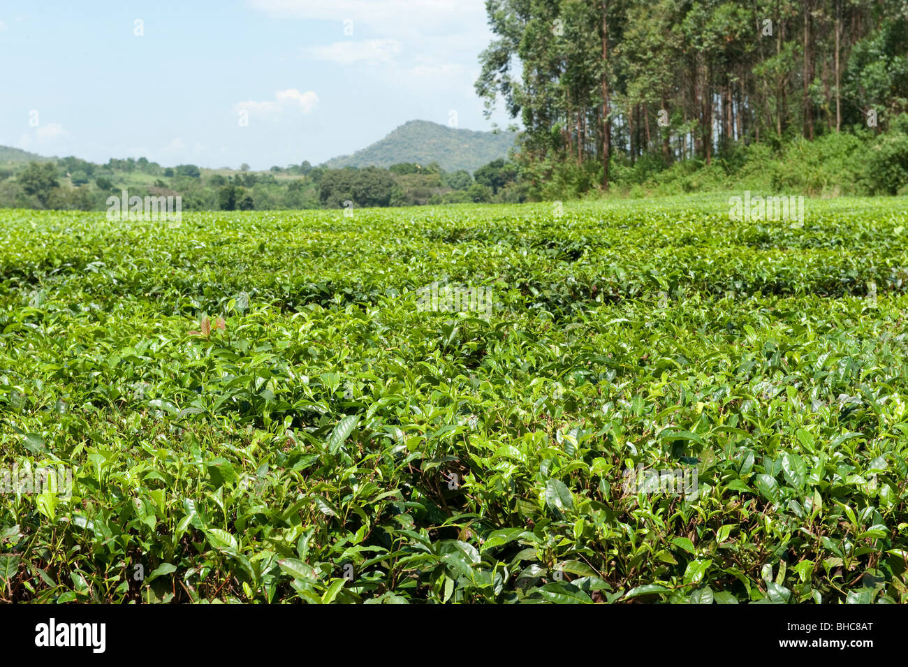Tea plantation Hoima western Uganda Stock Photo - Alamy