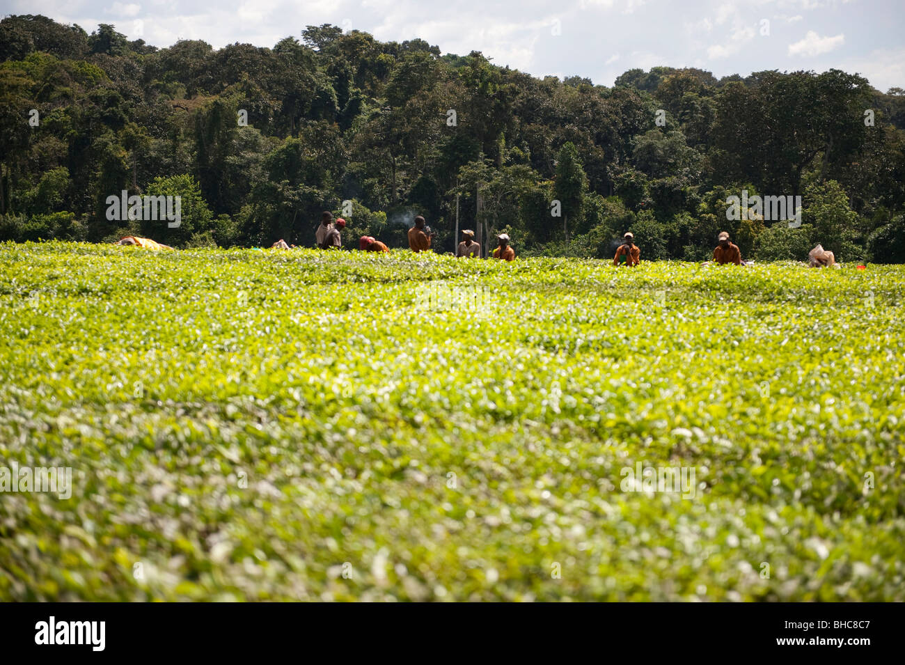 Tea plantation Hoima western Uganda Stock Photo - Alamy