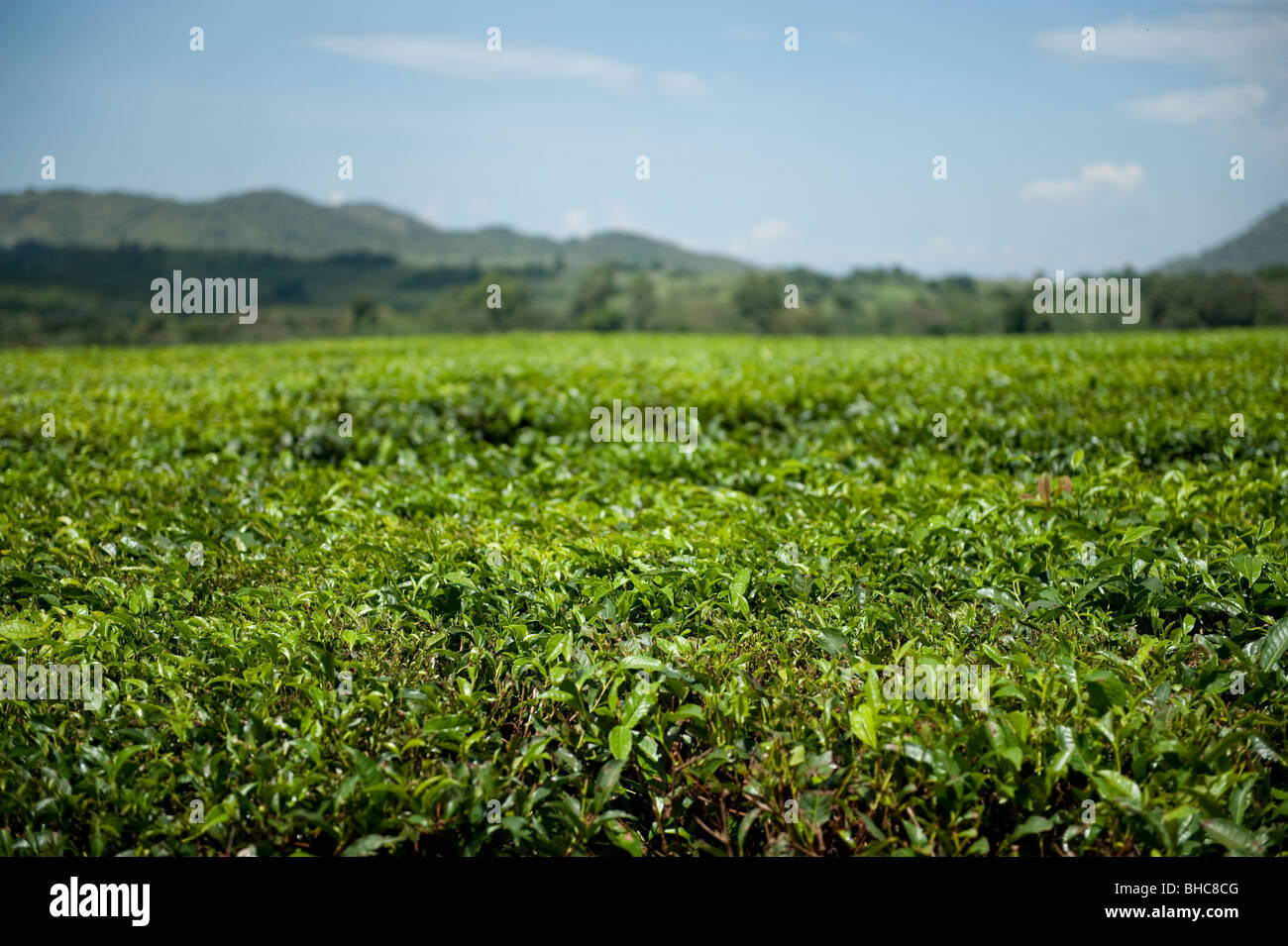 Tea plantation Hoima western Uganda Stock Photo - Alamy