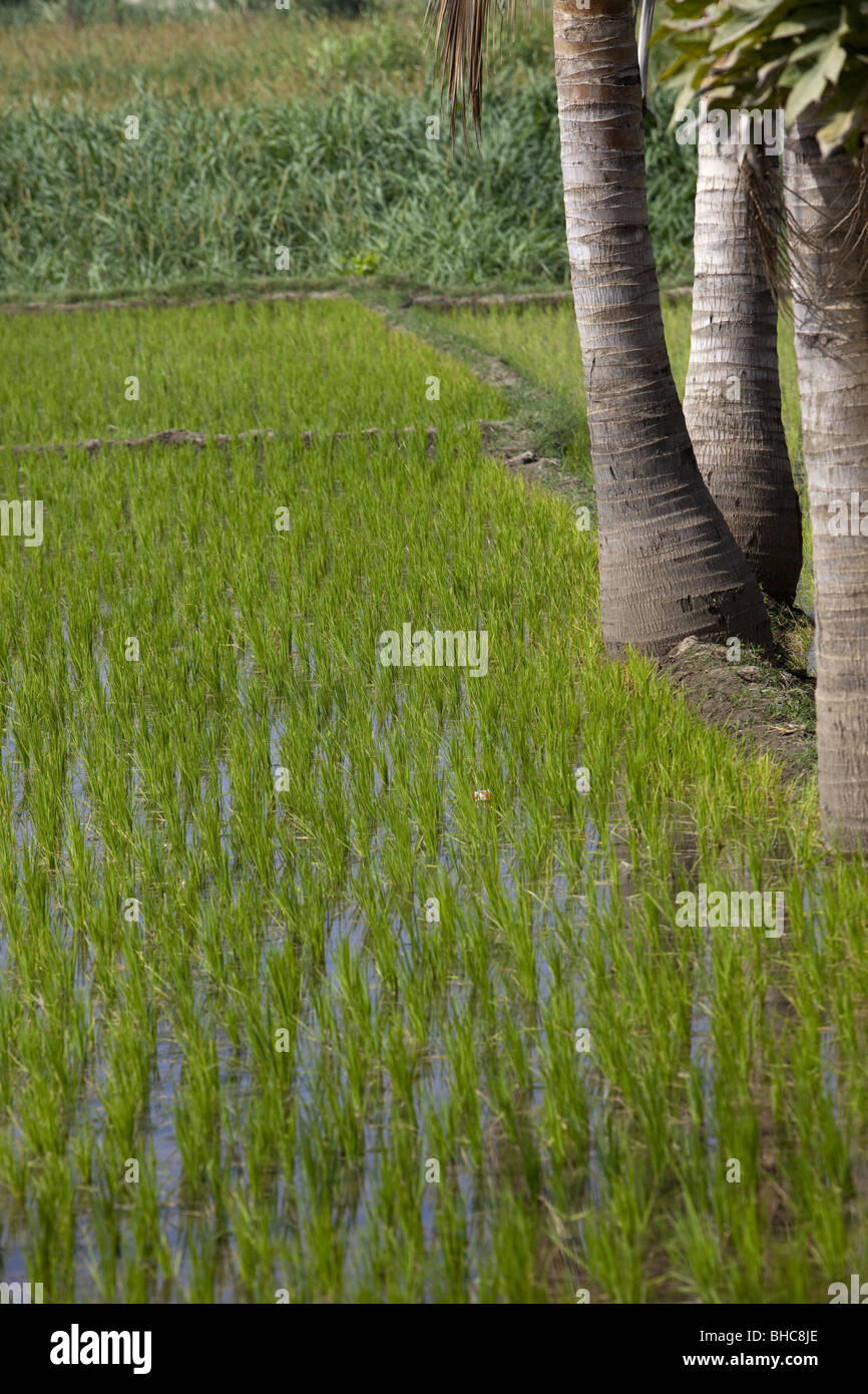 Rice fields oryza sativa hi-res stock photography and images - Alamy