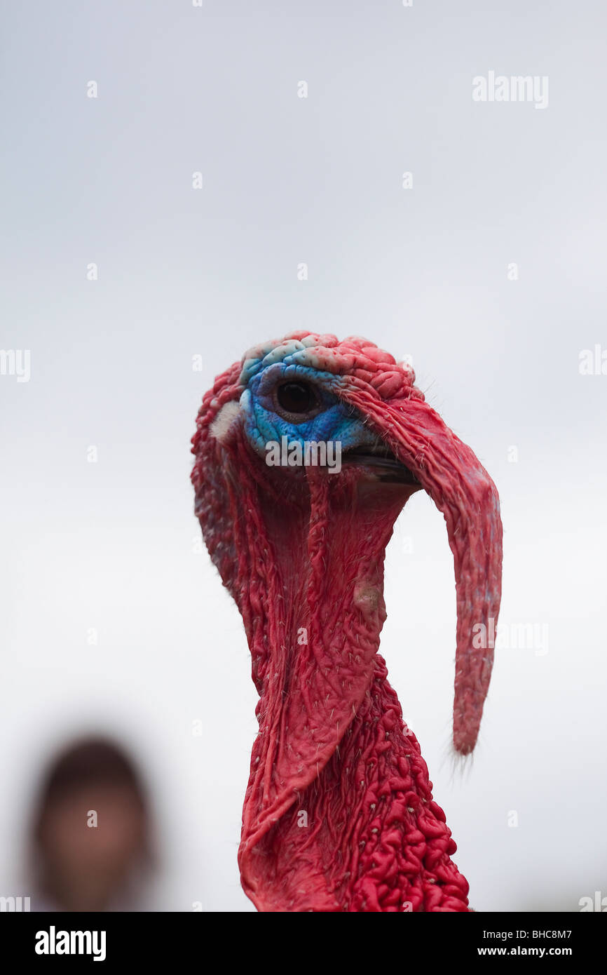 Turkey bird funny hi-res stock photography and images - Alamy