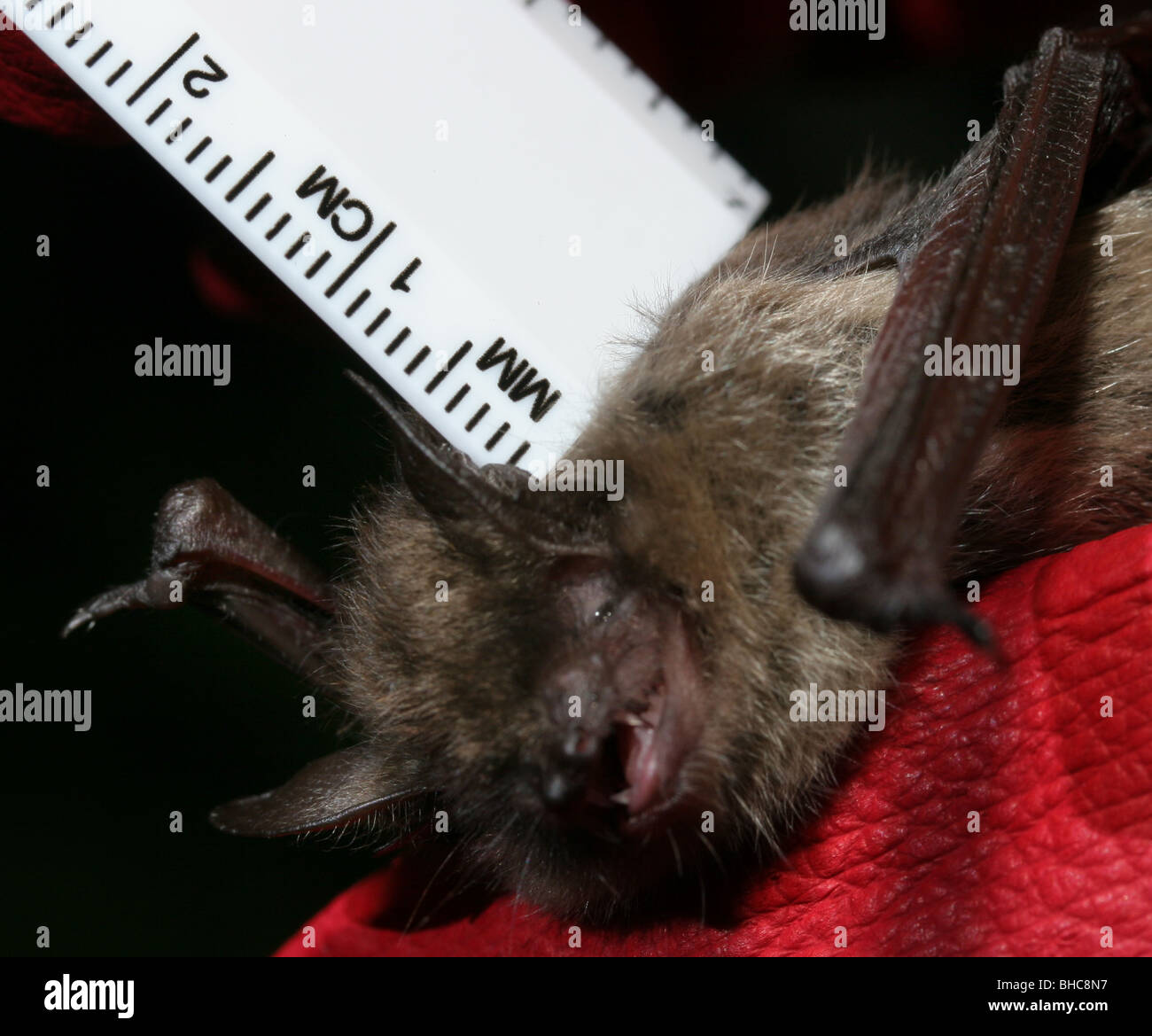 Bat Ear Medical at Abby Thorn blog