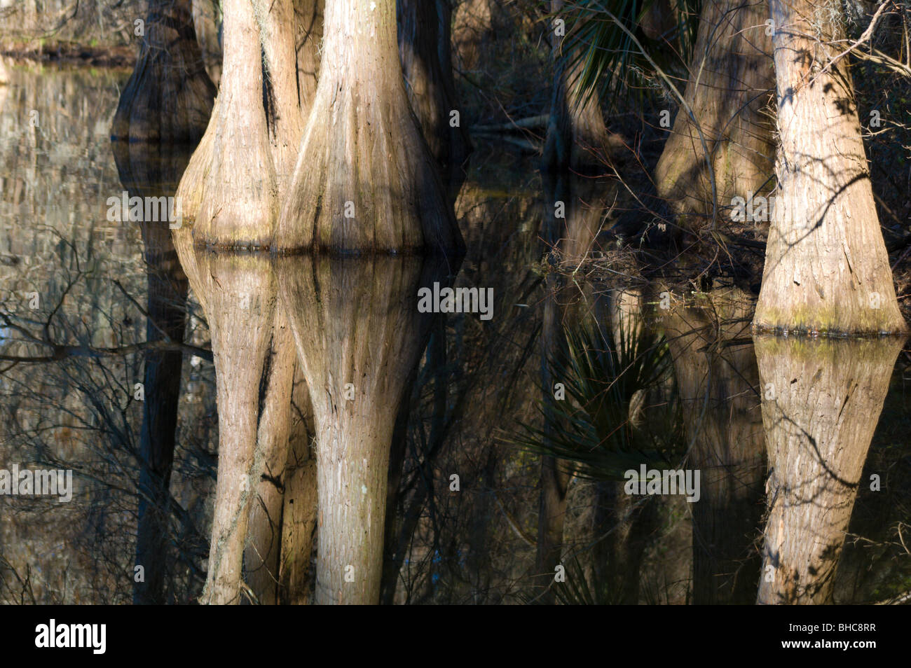 Cypresses and reflections in Lake Munson, Florida Stock Photo - Alamy