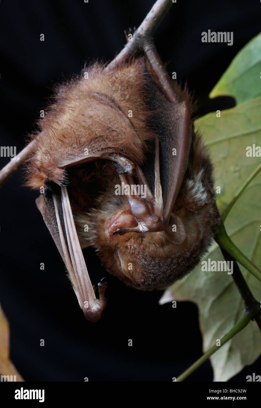 red bat roosting Stock Photo - Alamy