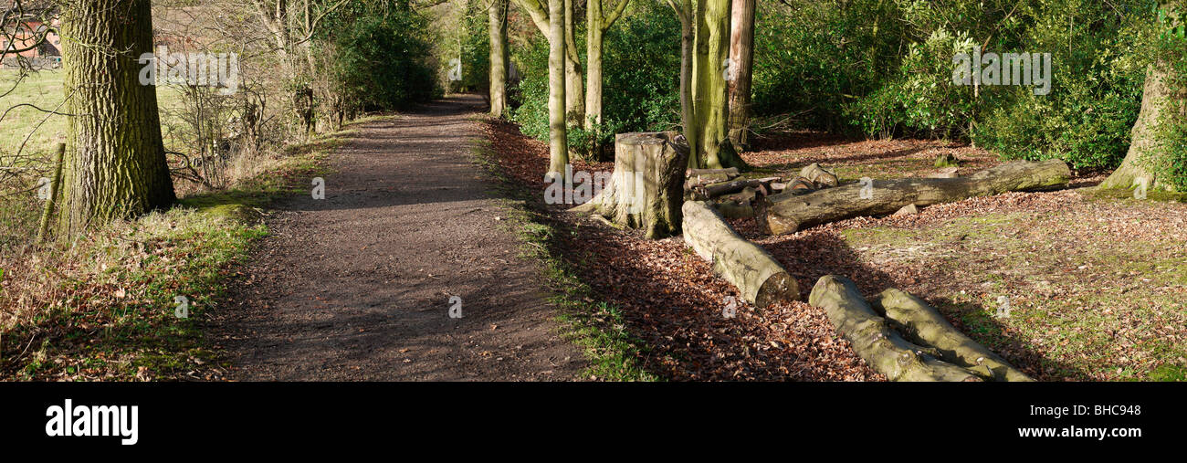 footpath through woodland between trees Stock Photo - Alamy