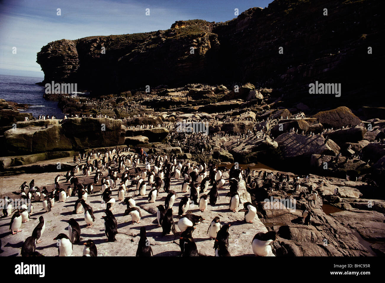 Legion of penguins next rocky hillside Stock Photo - Alamy