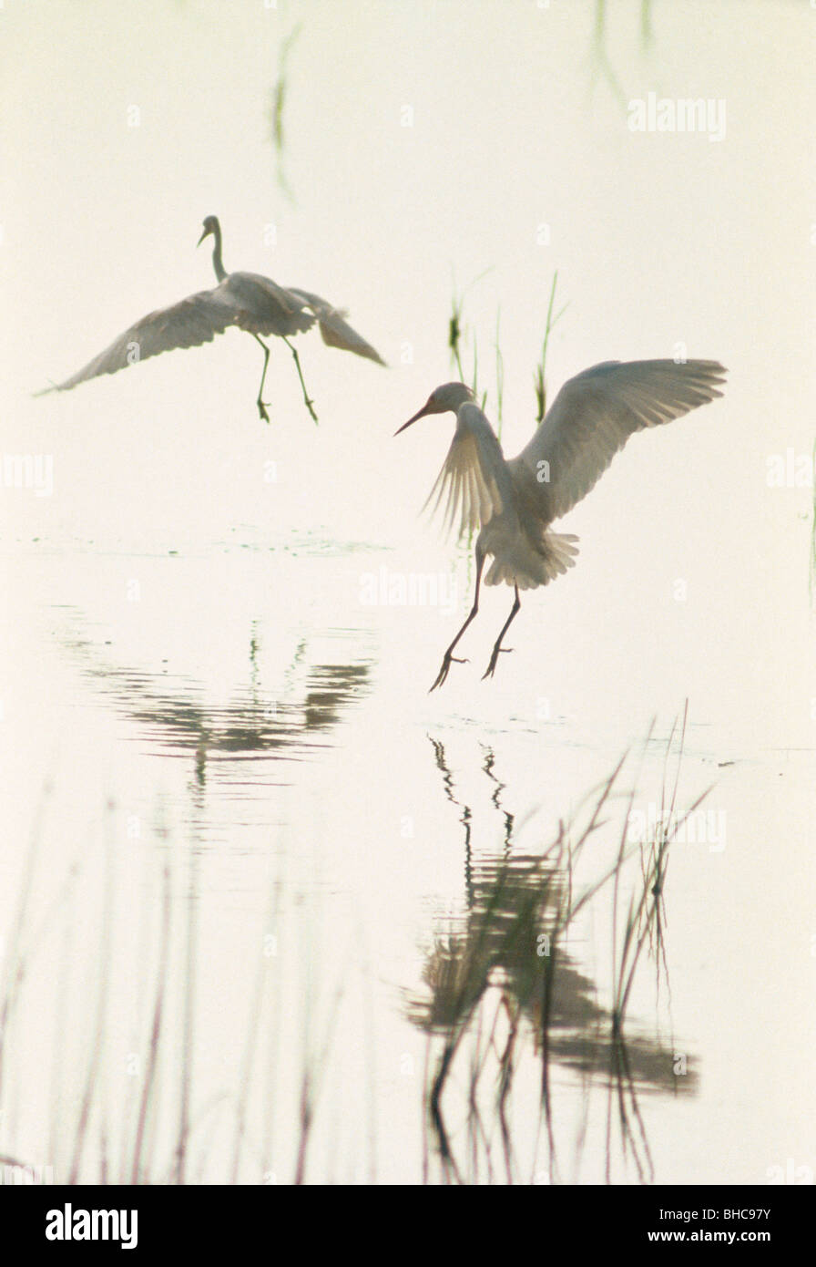 Flight of the Herons Stock Photo - Alamy