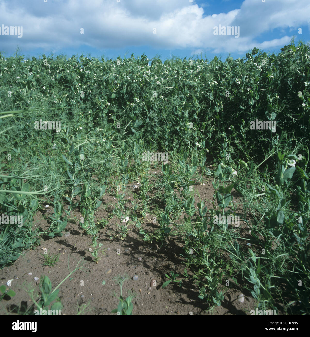 Stubby root nematode (Trichodorus spp) damage to a pea crop Stock Photo ...